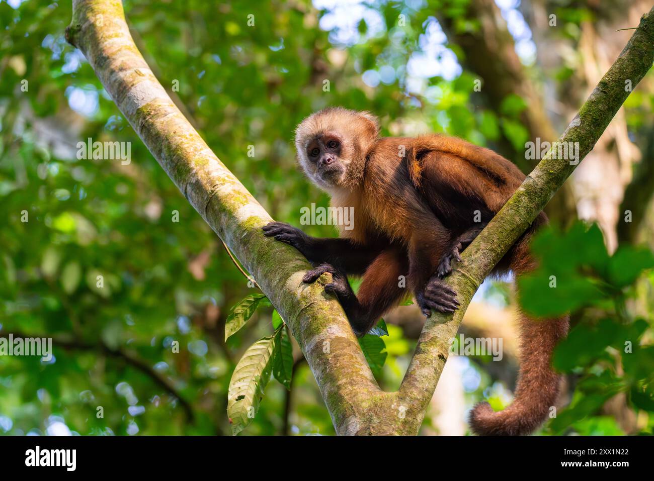Brown capuchin monkey (Cebus apella) (Sapajus apella) on tree ...