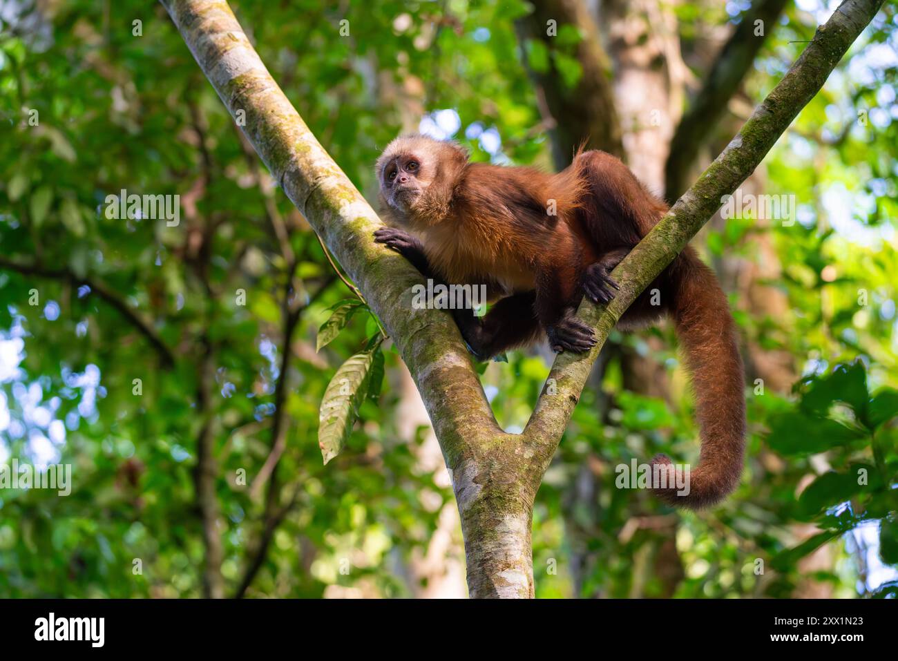 Brown capuchin monkey (Cebus apella) (Sapajus apella) on tree ...