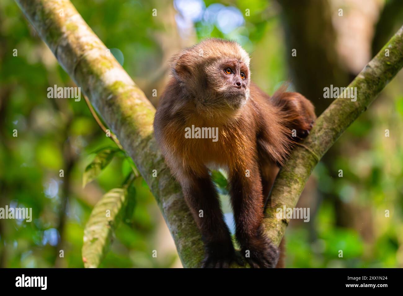 Brown capuchin monkey (Cebus apella) (Sapajus apella) on tree ...
