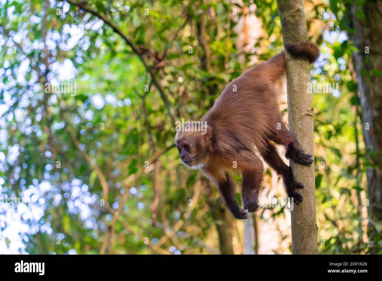 Monkey tree branches green hi-res stock photography and images - Alamy