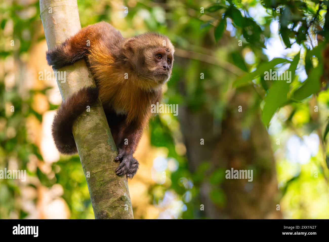 Brown capuchin monkey (Cebus apella) (Sapajus apella) on tree ...