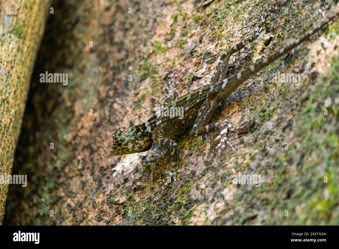 Close-up of Collared treerunner (Plica plica) on tree, Tambopata ...