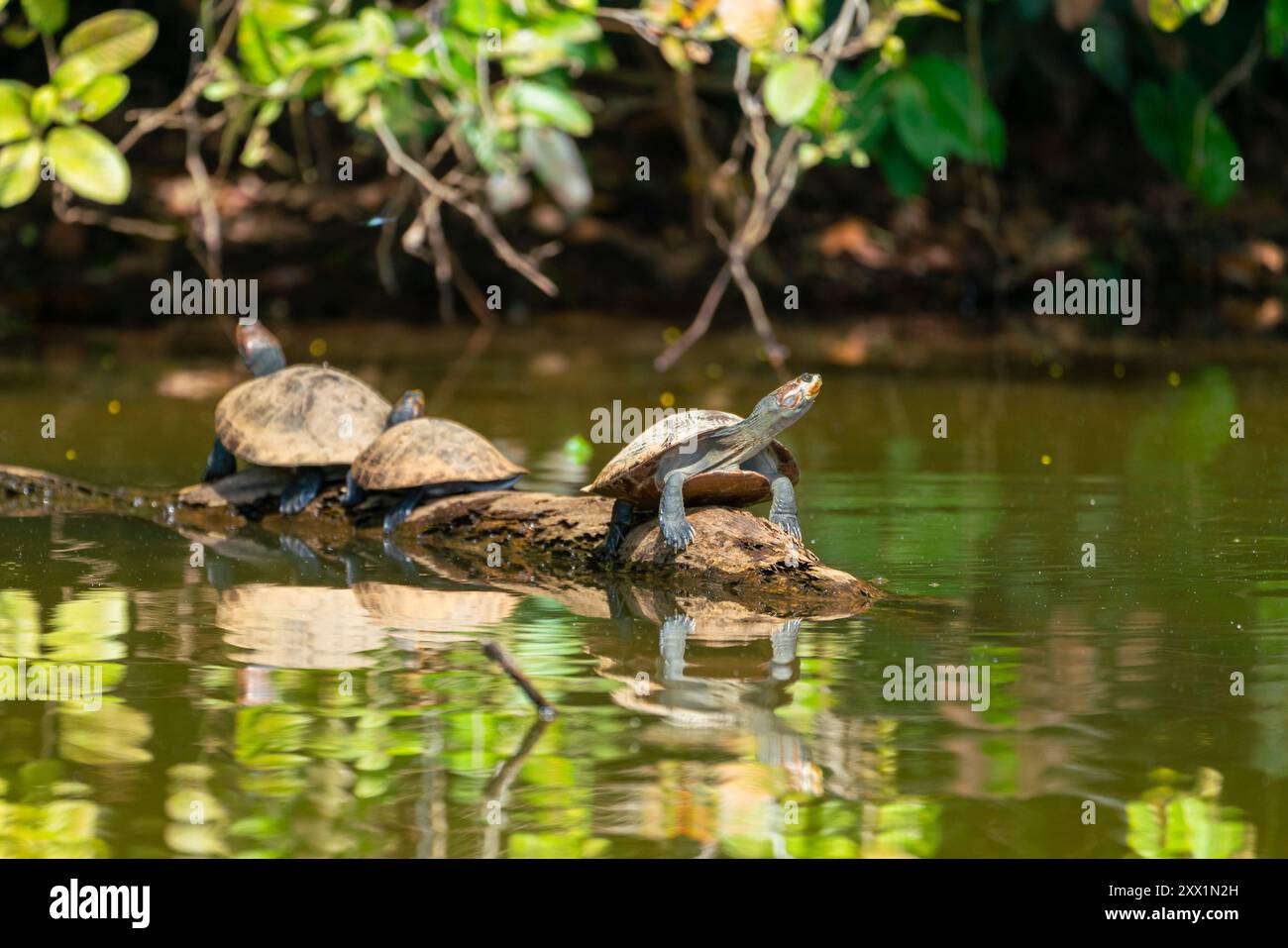 Three yellow-spotted river turtles (Podocnemis unifilis) on wooden ...