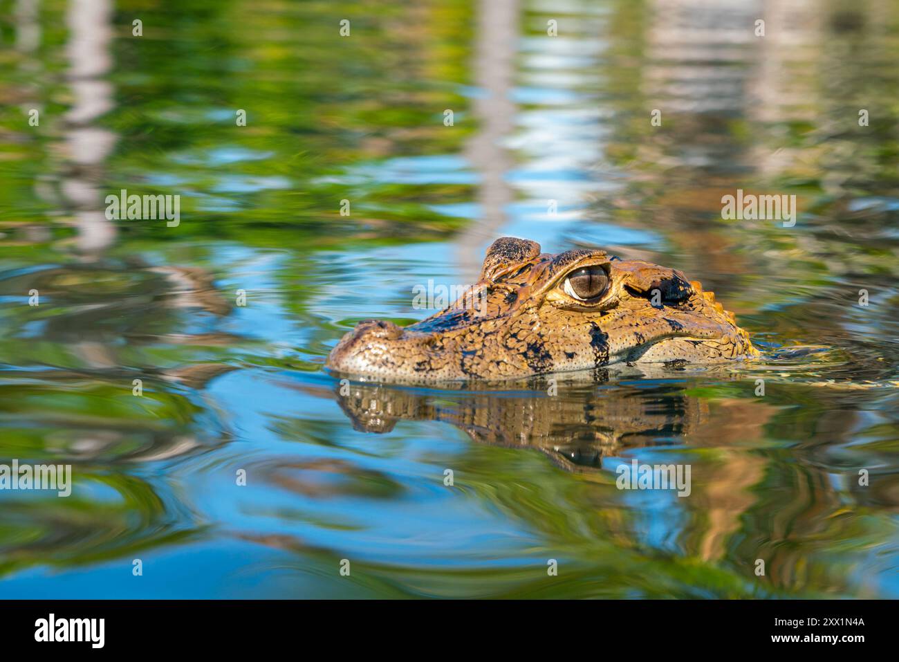 Close-up of head of Black caiman (Melanosuchus niger), Lake Yacumama ...