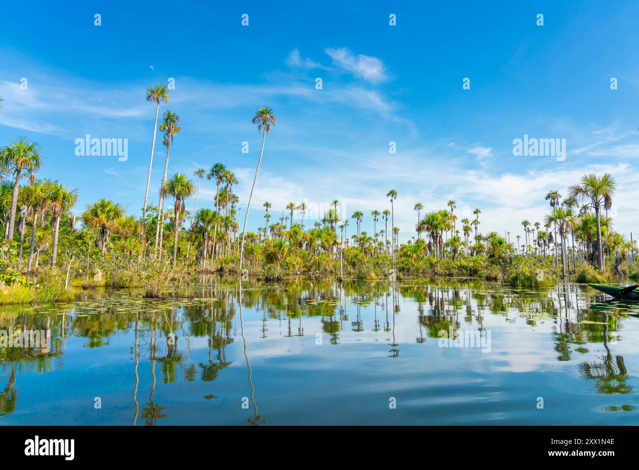 Palm trees on Yacumama Lake, Puerto Maldonado, Tambopata Province ...