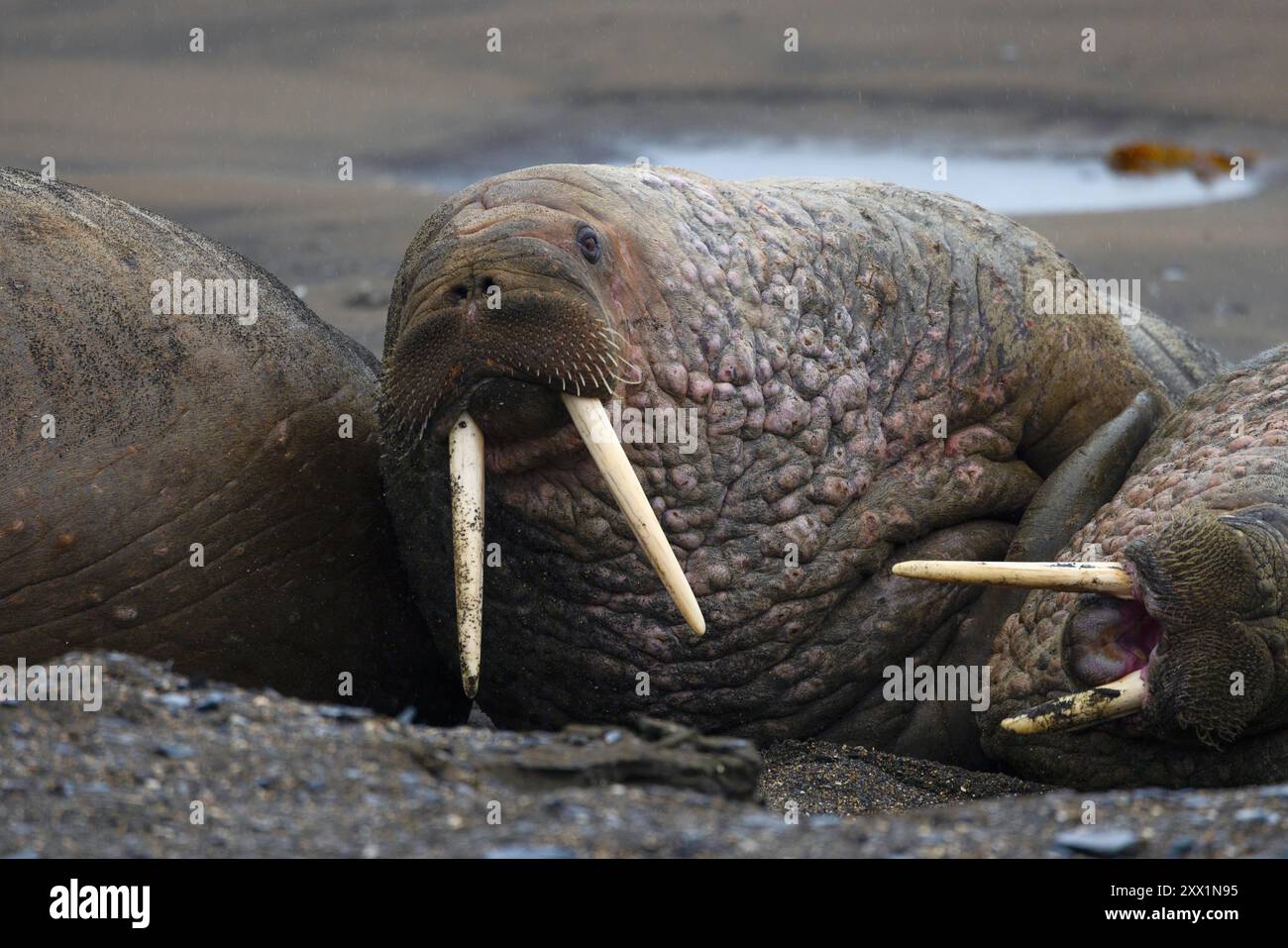 Walrus lying down on a rainy day, Svalbard and Jan Mayen, Norway, Polar ...