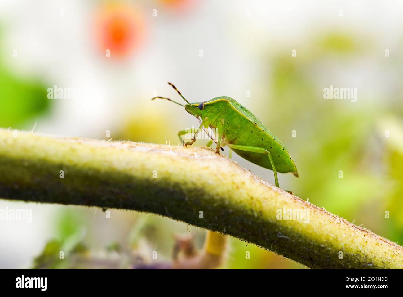 Green stink bug (Chinavia hilaris), France, Europe Stock Photo - Alamy