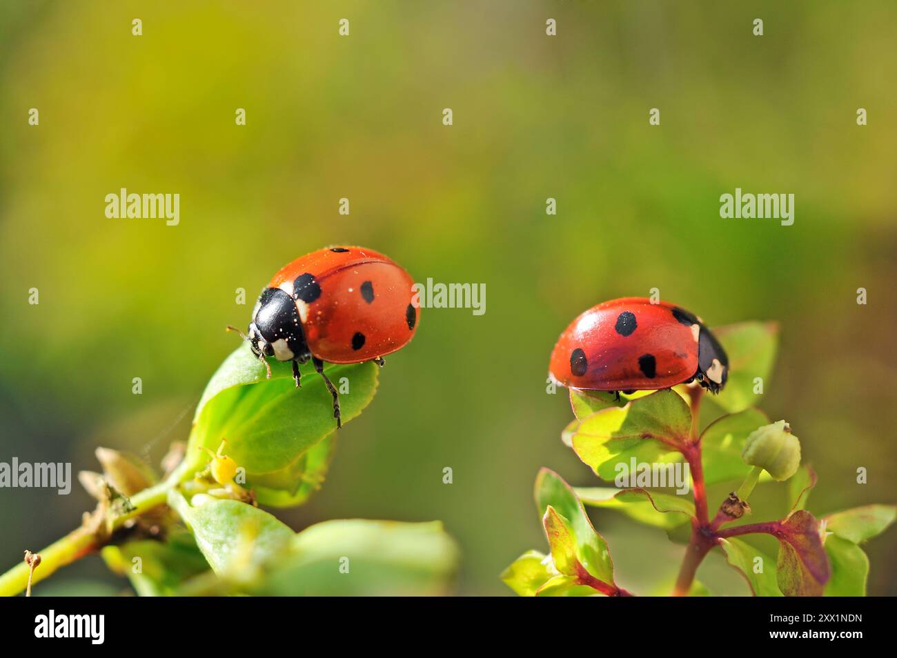 Ladybirds spots hi-res stock photography and images - Alamy