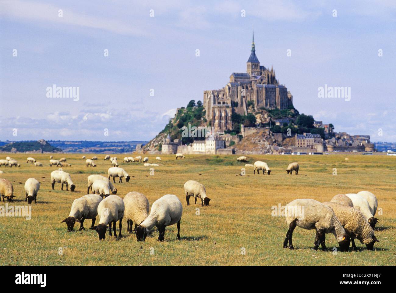 Sheep in tidal marsh at Mont-Saint-Michel bay with Abbey in the ...