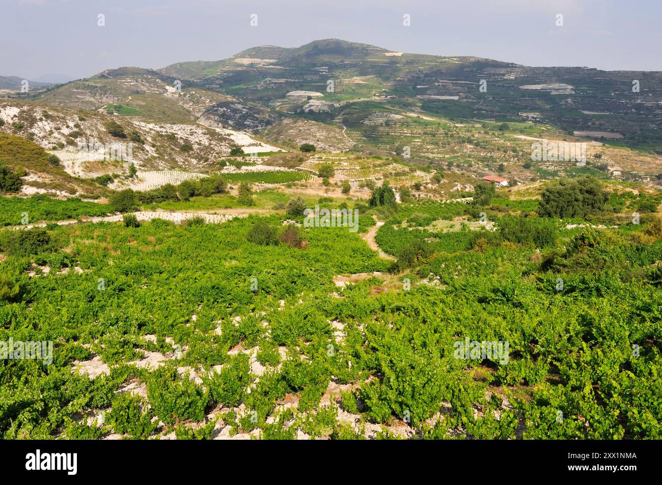 Vineyards around Omodos, Troodos Mountains, Cyprus, Eastern ...