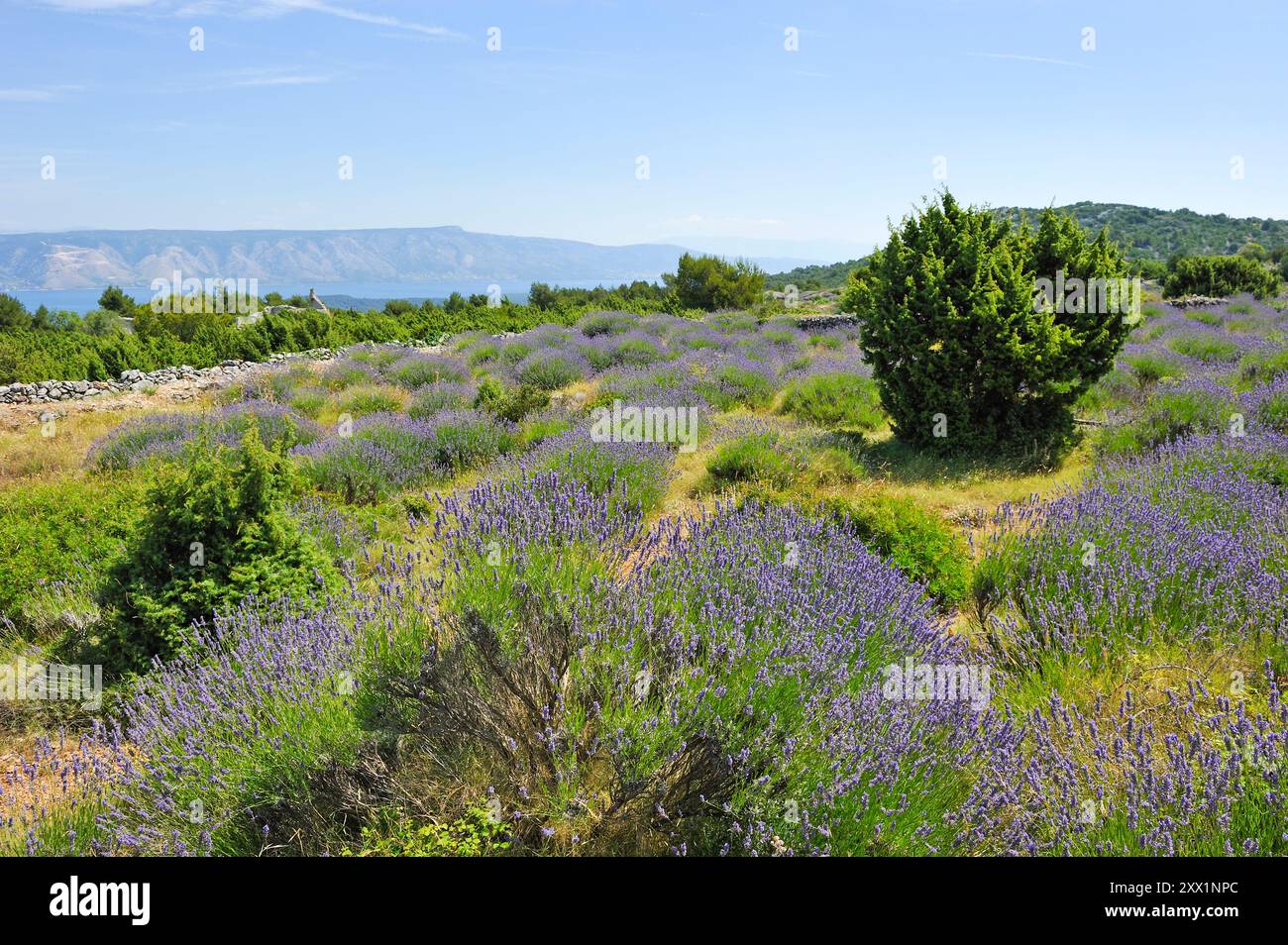 Lavender field in the area around Velo Grablje, Hvar island, Croatia ...