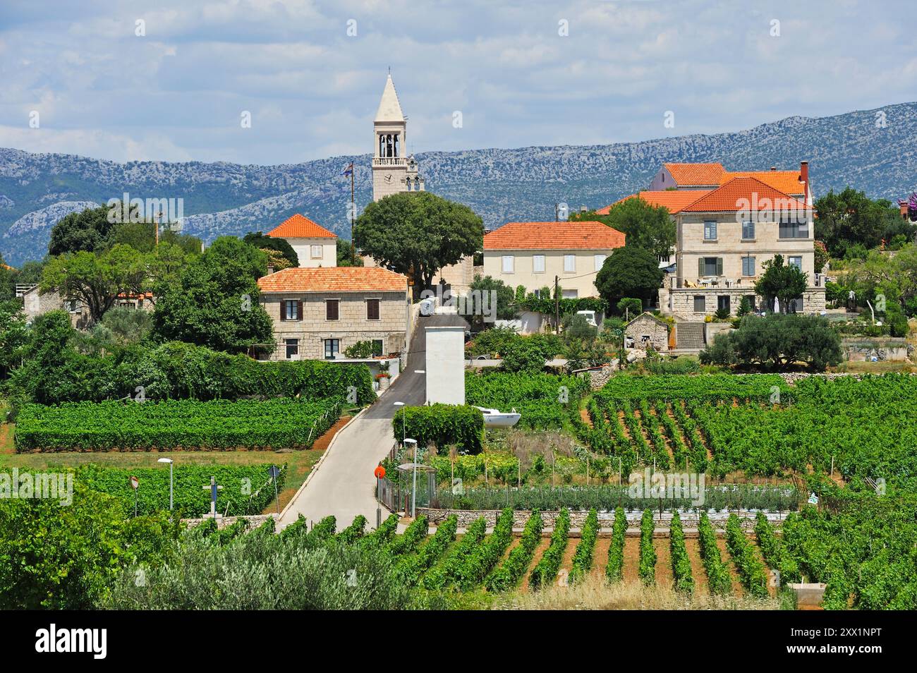 Vineyards and village of Lumbarda, Korcula island, Croatia, Southeast ...