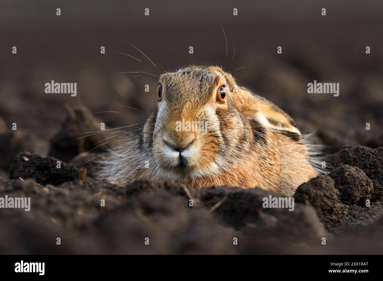 European hare Lepus europaeus brown cute darling field meadow animal in ...