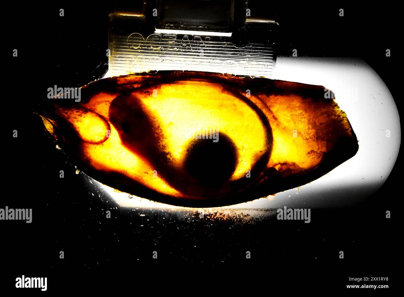 A shark egg with an embryo inside is visible through Stock Photo - Alamy