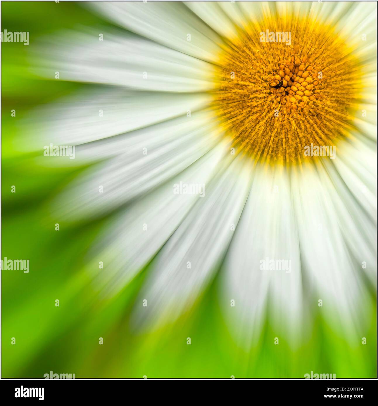 Artistic daisy created by use of intentional camera zoom [ICM] Stock ...