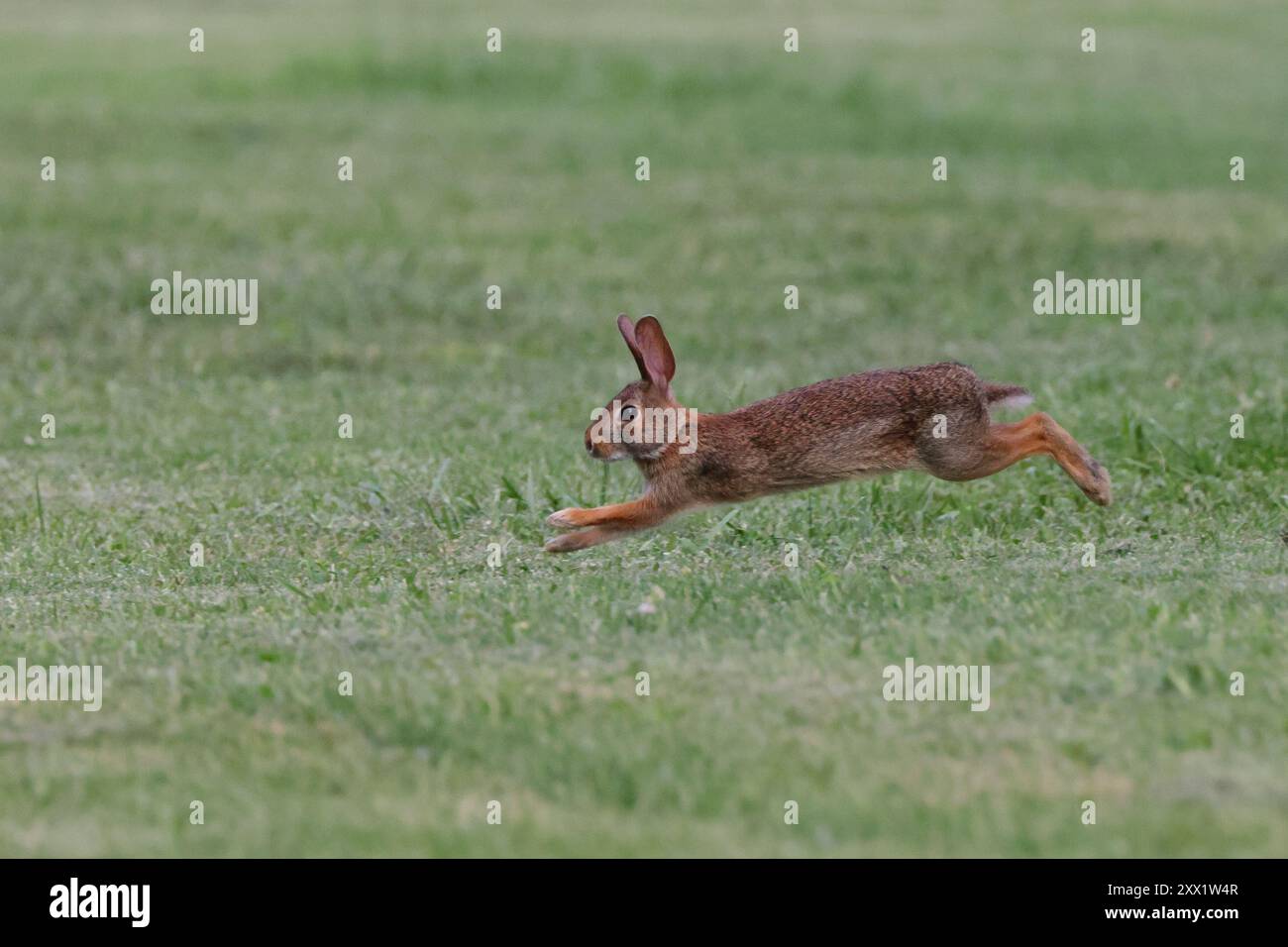 Rabbit captured on grass hi-res stock photography and images - Alamy