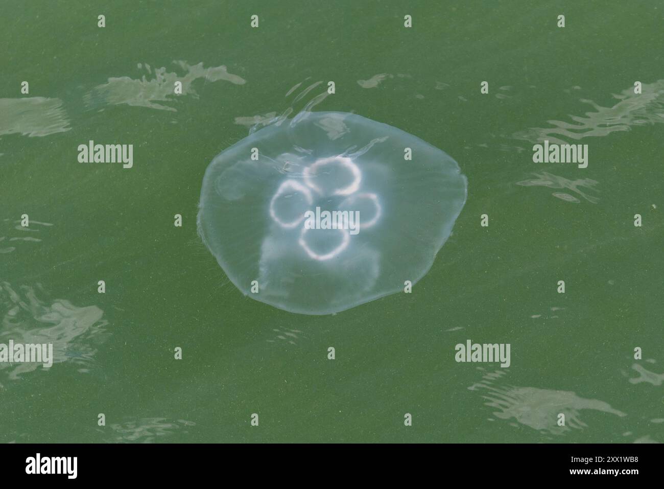 Moon Jellyfish - Aurelia aurita - in the Thames Estuary off Southend on ...
