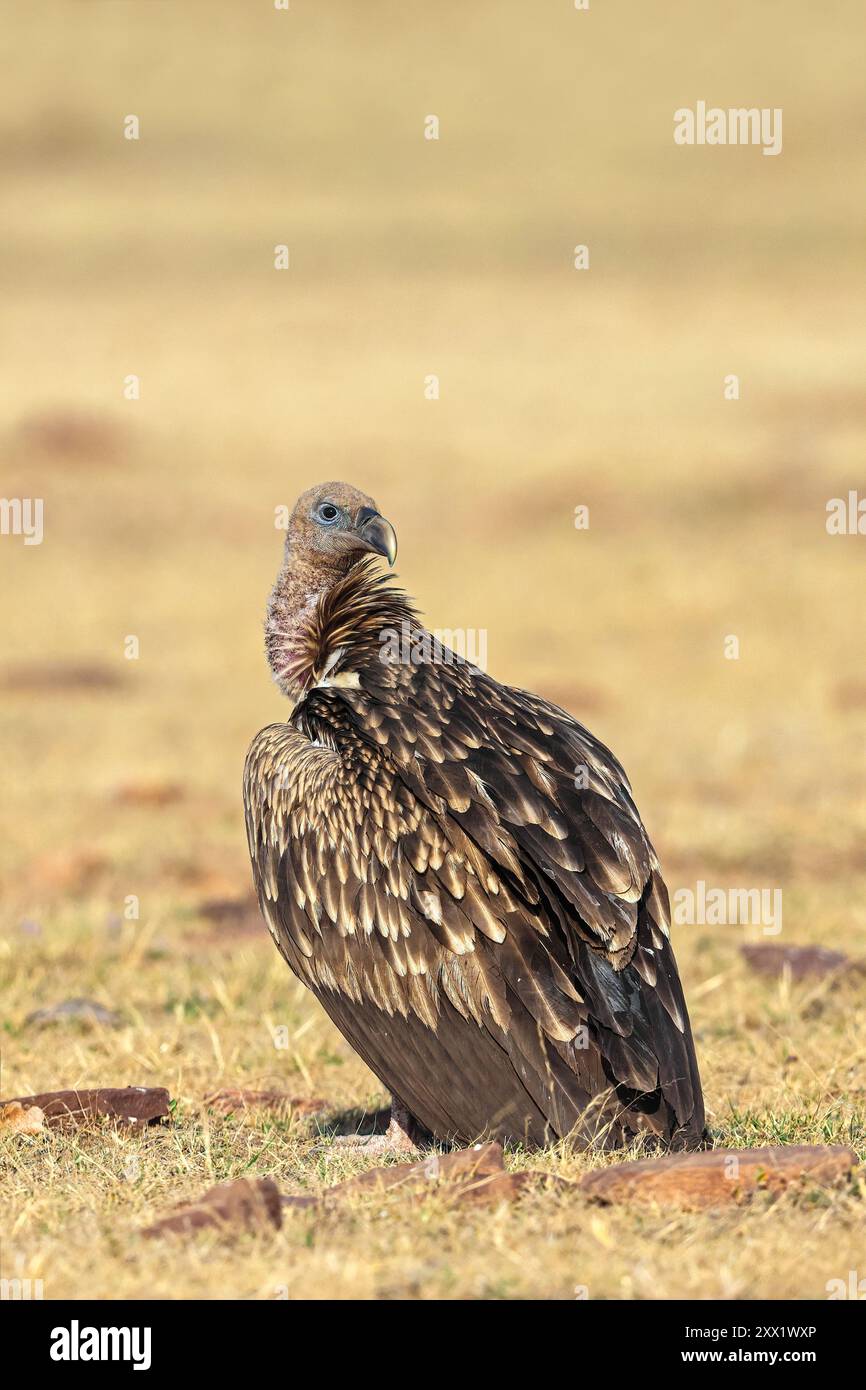 The Himalayan vulture is an Old World vulture native to the Himalayas ...