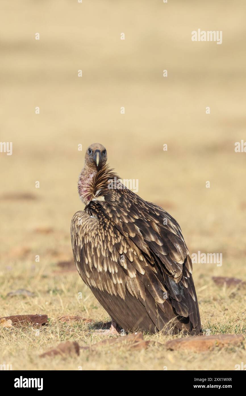 The Himalayan vulture is an Old World vulture native to the Himalayas ...