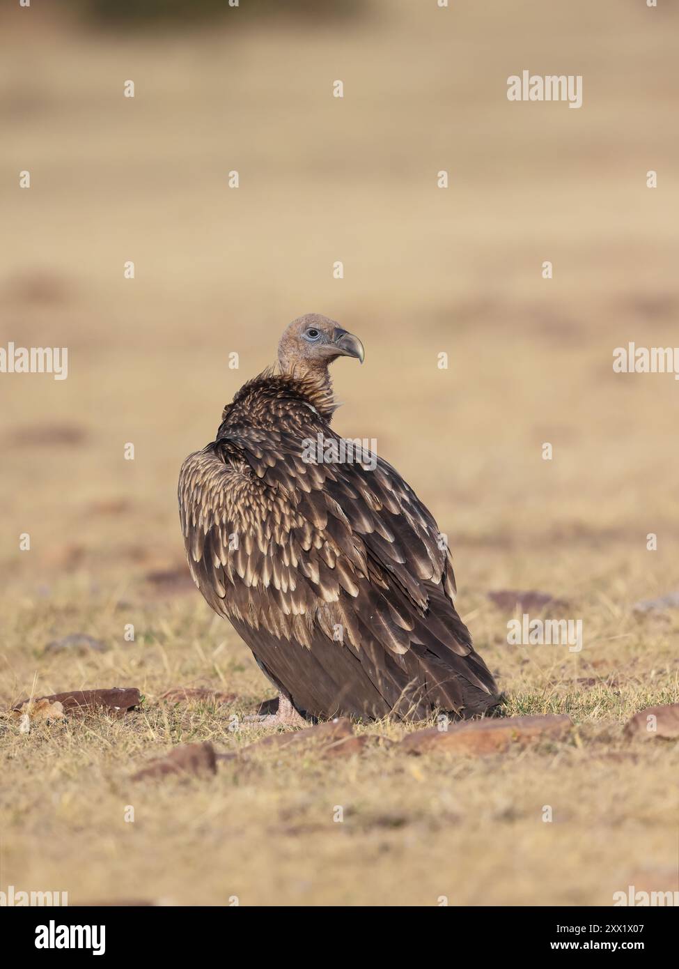 The Himalayan Vulture Is An Old World Vulture Native To The Himalayas And The Adjoining Tibetan