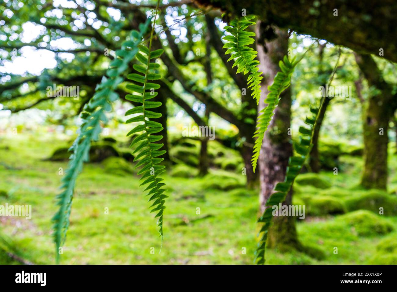 Ty Canol Wood, an area of ancient woodland near Newport in ...