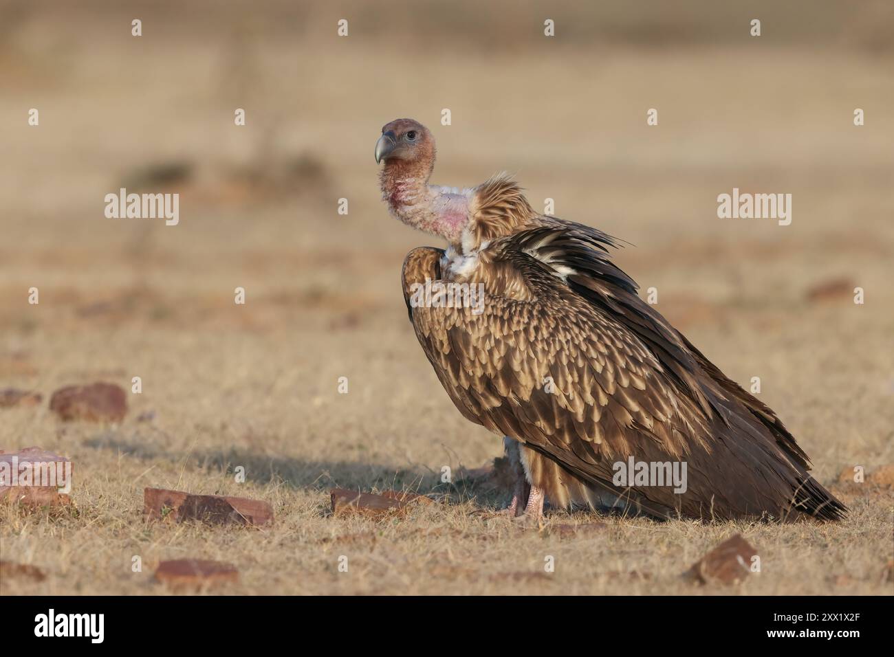 The Himalayan vulture is an Old World vulture native to the Himalayas ...