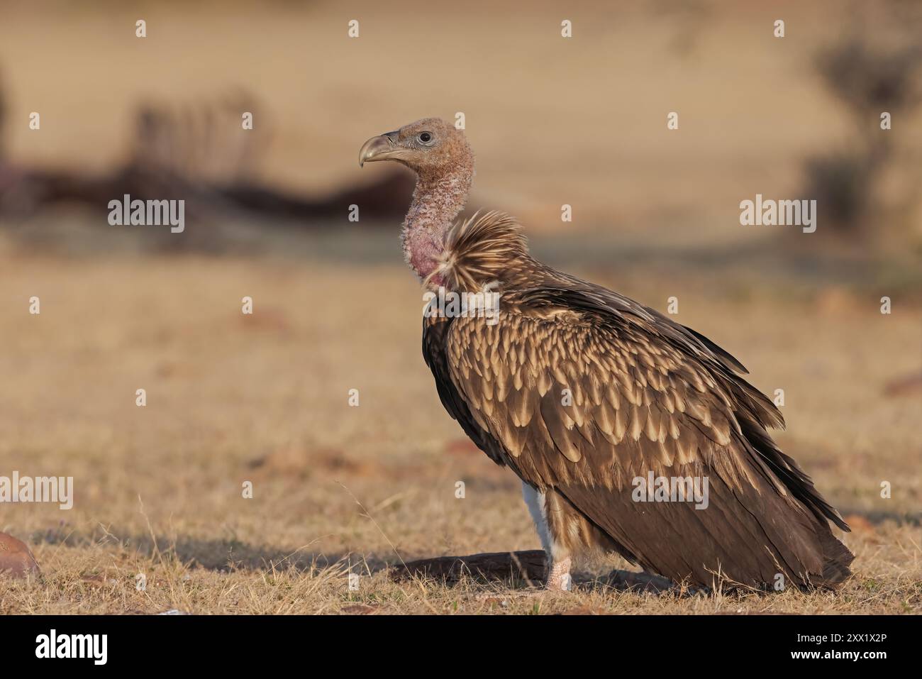 The Himalayan vulture is an Old World vulture native to the Himalayas ...