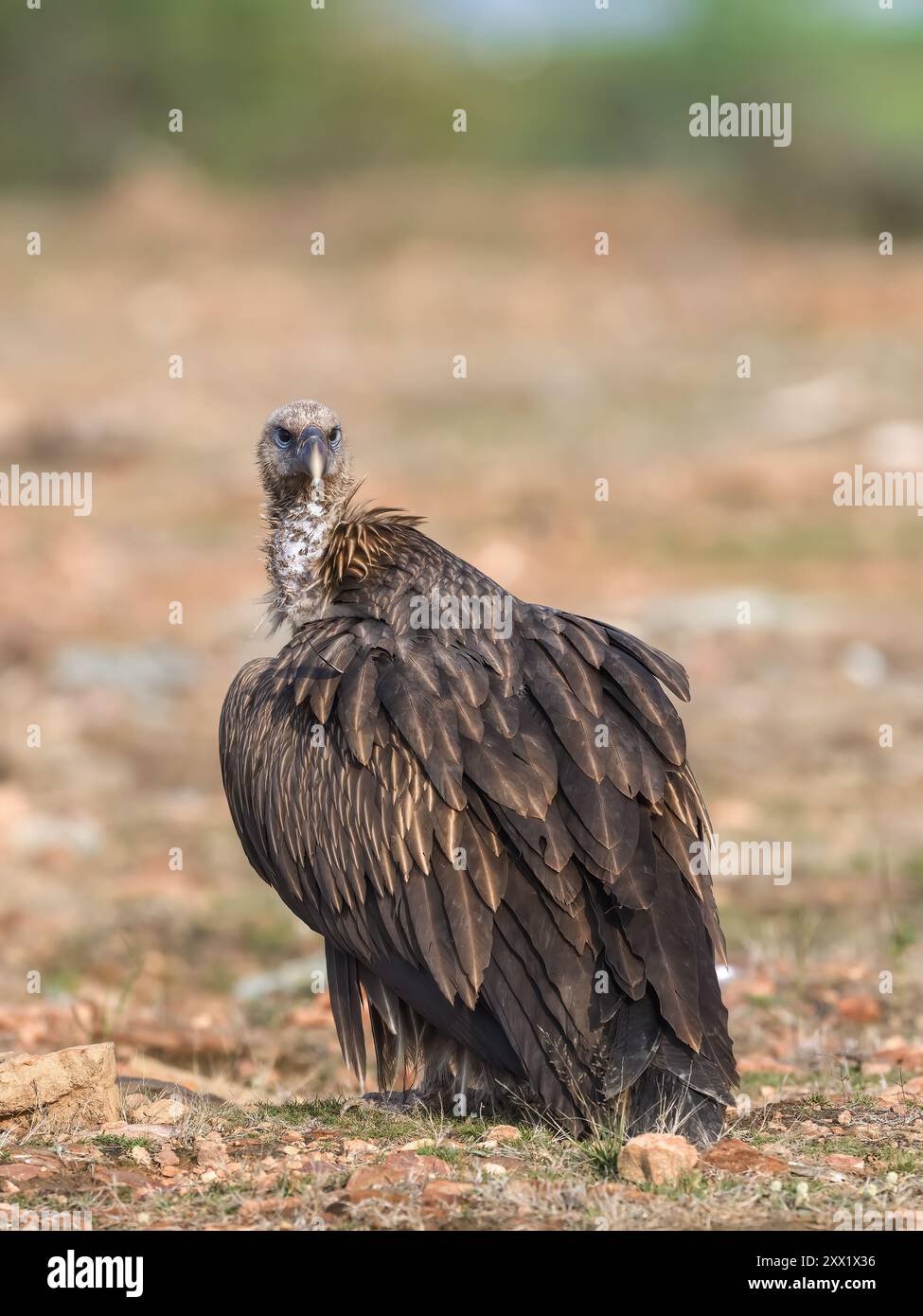 The Himalayan vulture is an Old World vulture native to the Himalayas ...