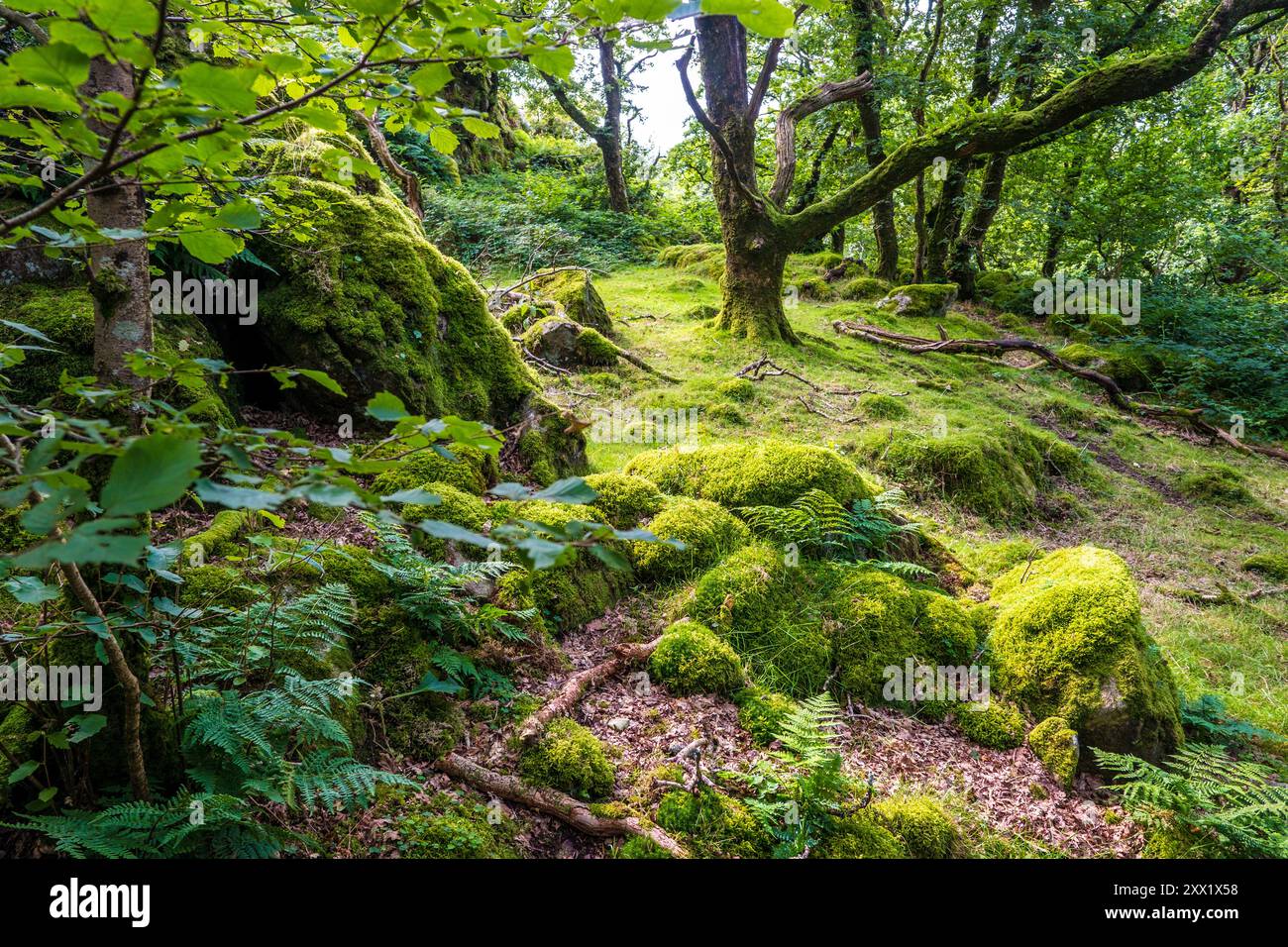Ty Canol Wood, an area of ancient woodland near Newport in ...