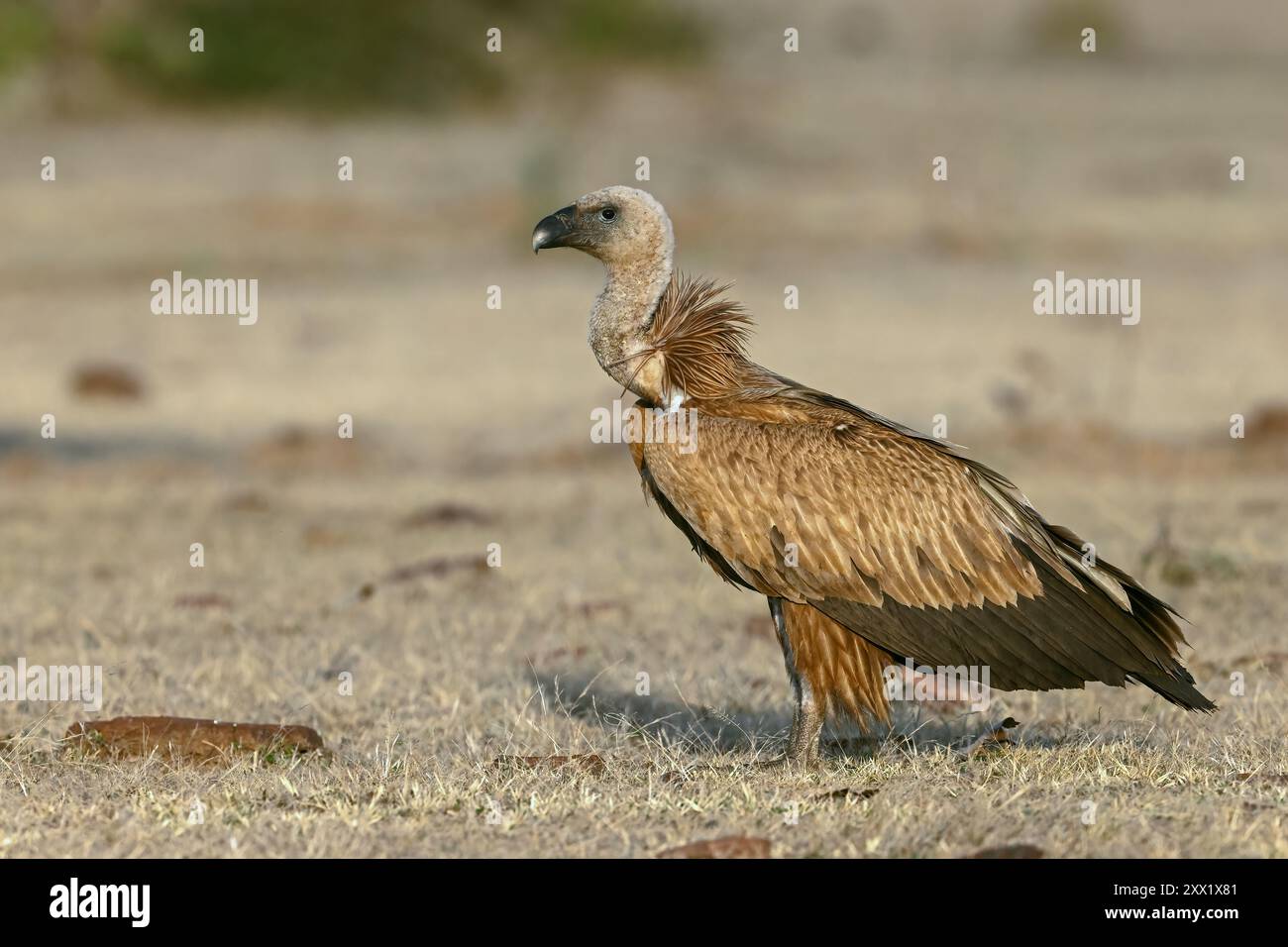 Eurasian griffon vulture (Gyps fulvus) is a large Old World vulture in ...