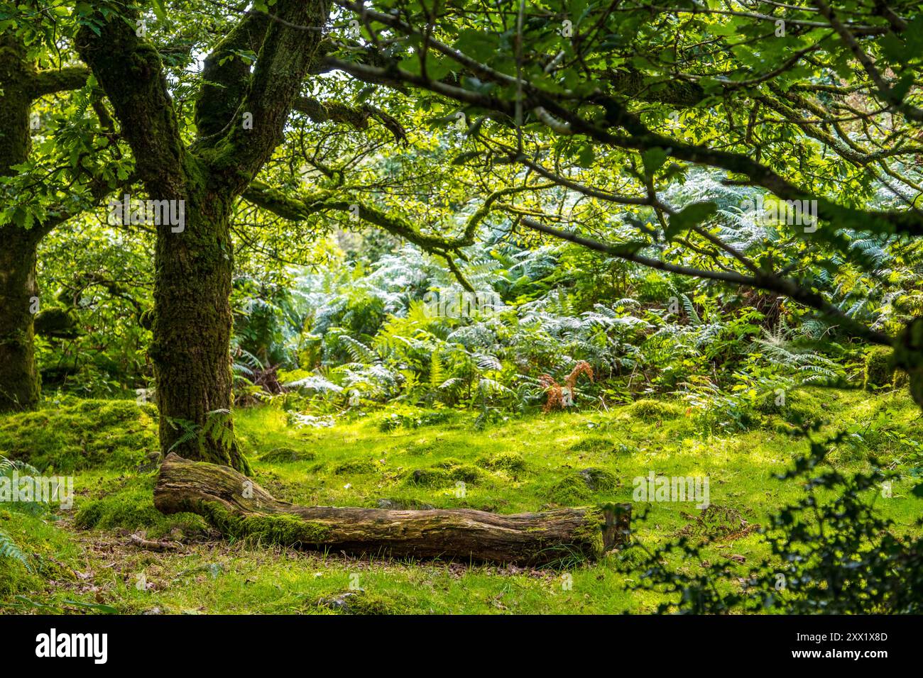Ty Canol Wood, an area of ancient woodland near Newport in ...