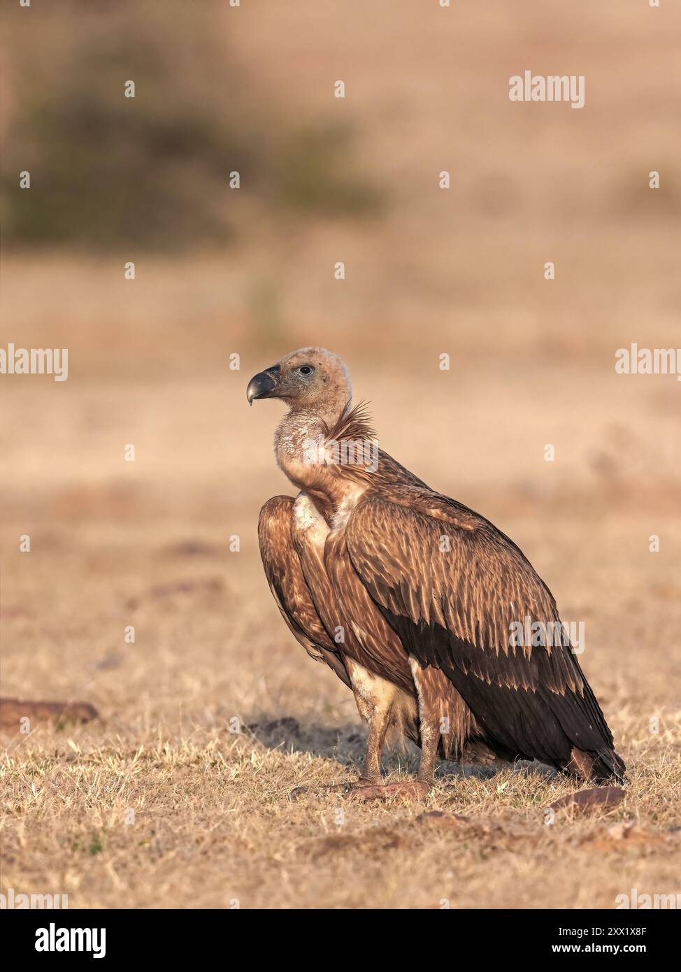 Eurasian griffon vulture (Gyps fulvus) is a large Old World vulture in ...