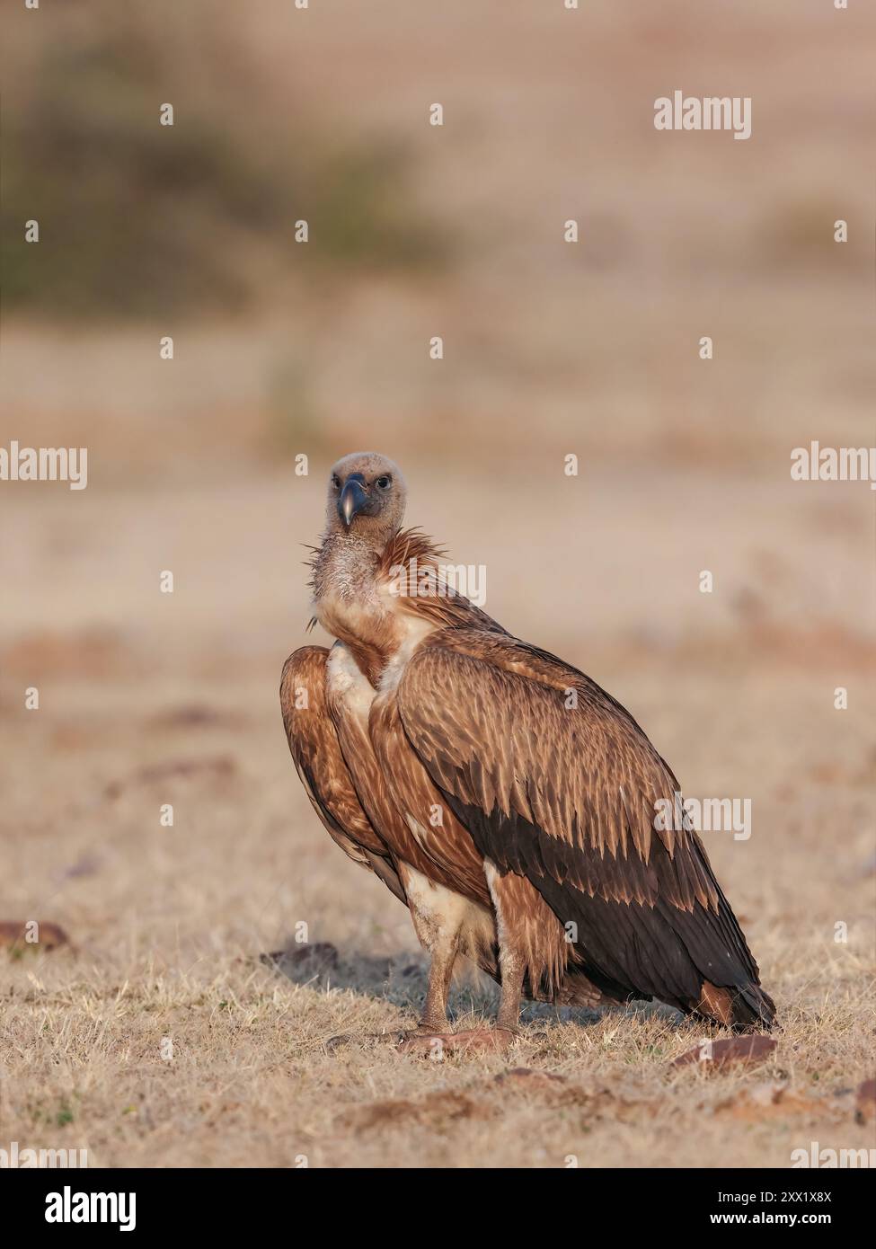 Eurasian griffon vulture (Gyps fulvus) is a large Old World vulture in ...