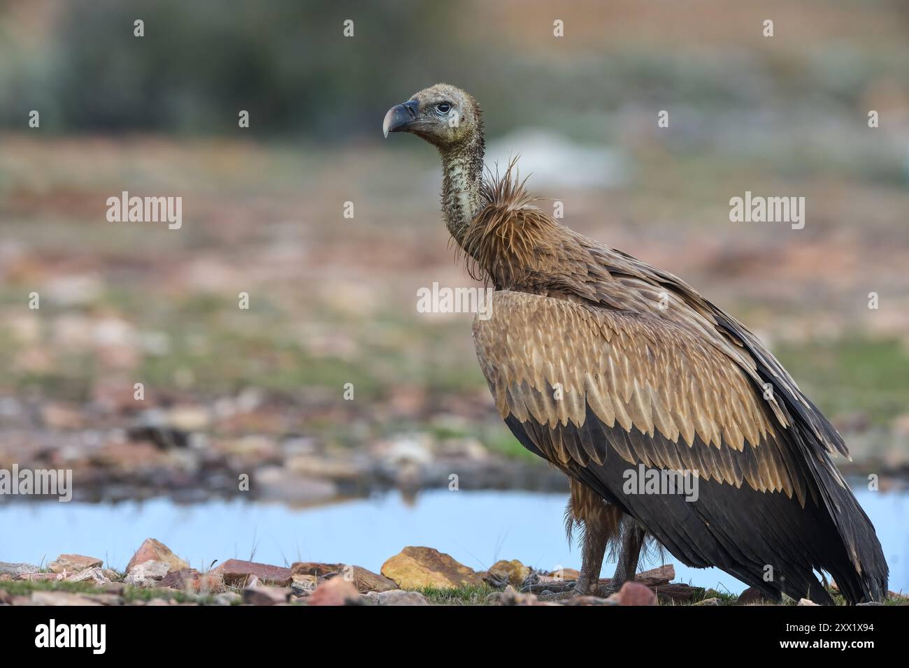 Eurasian griffon vulture (Gyps fulvus) is a large Old World vulture in ...