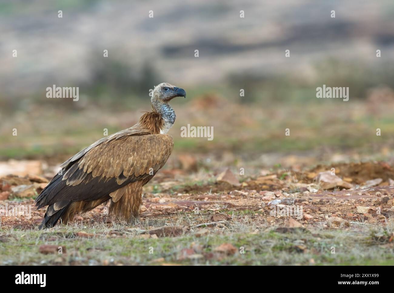 Eurasian griffon vulture (Gyps fulvus) is a large Old World vulture in ...