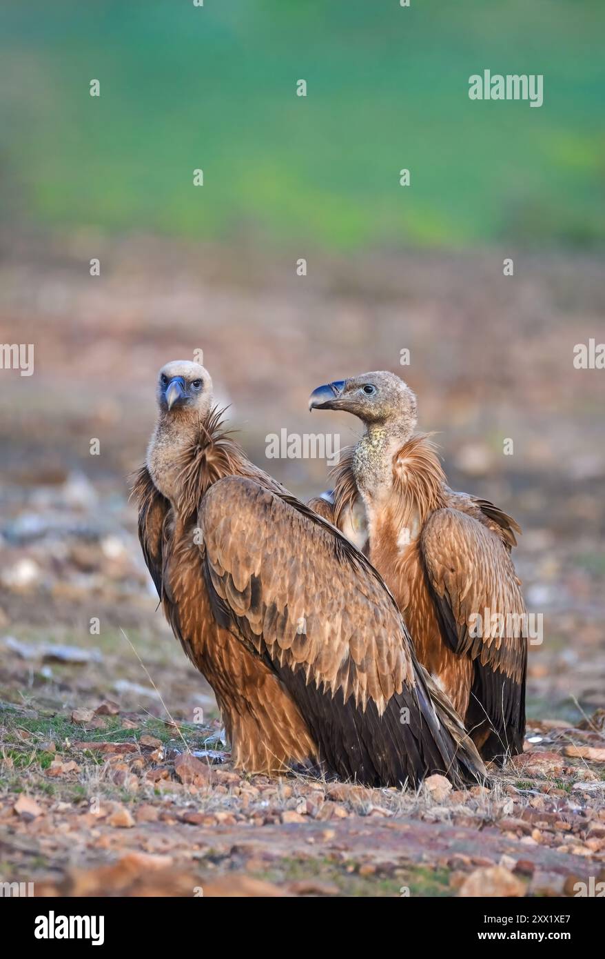 Eurasian griffon vulture (Gyps fulvus) is a large Old World vulture in ...