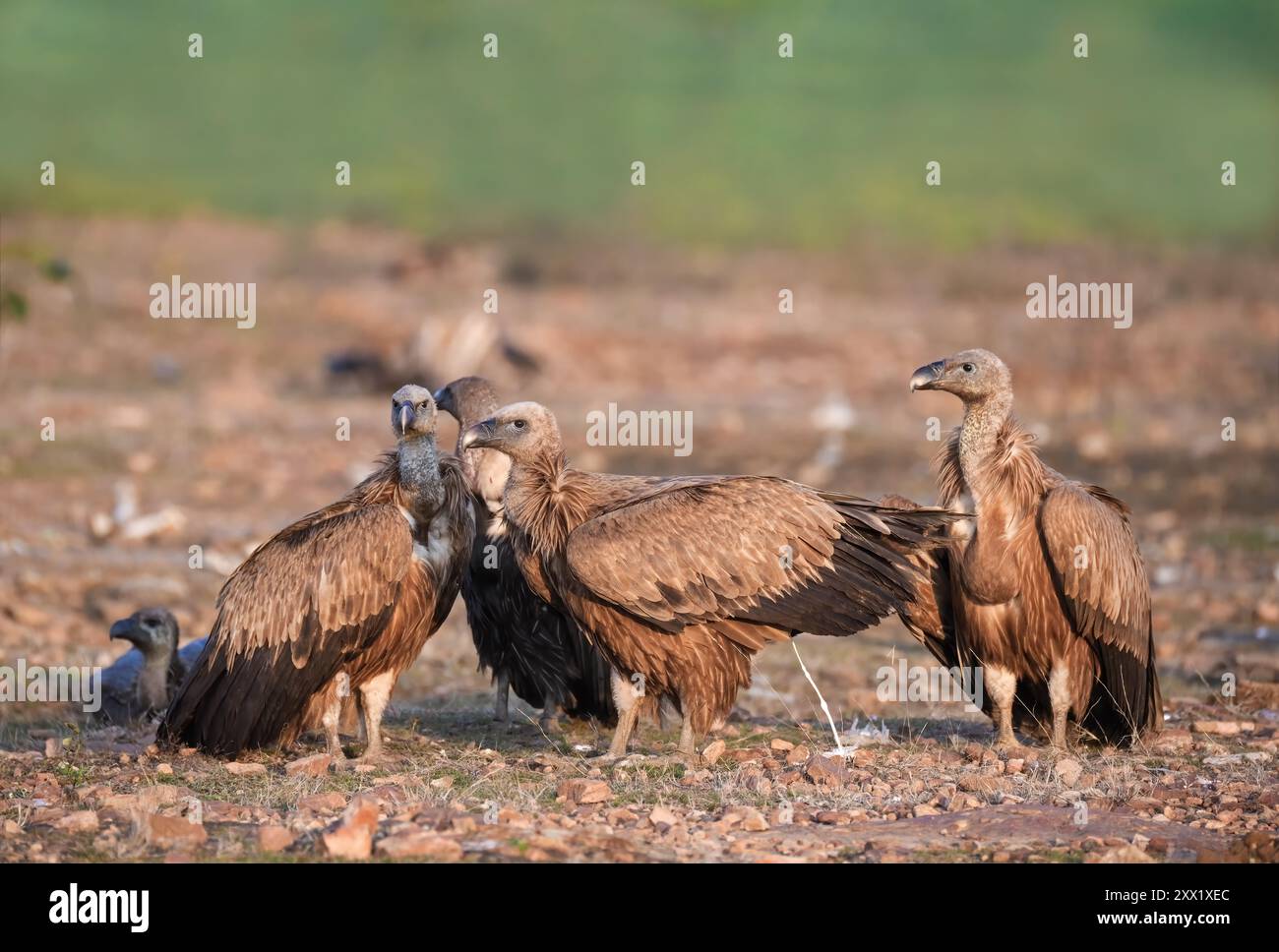 Eurasian griffon vulture (Gyps fulvus) is a large Old World vulture in ...