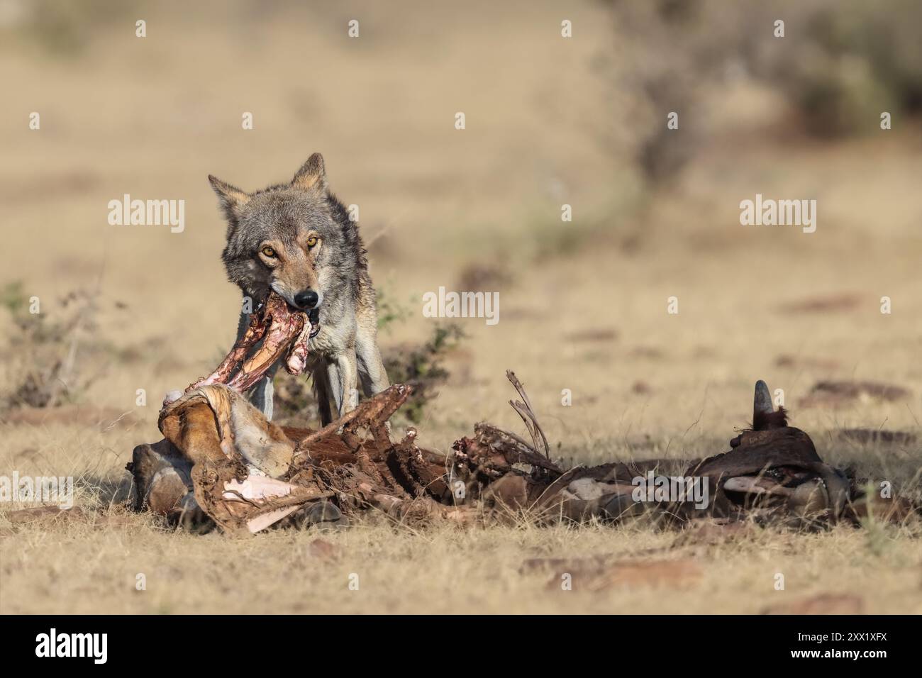 Indian Wolf is a subspecies of gray wolf that ranges from Southwest ...