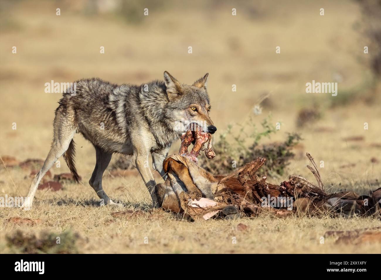 Indian Wolf is a subspecies of gray wolf that ranges from Southwest ...