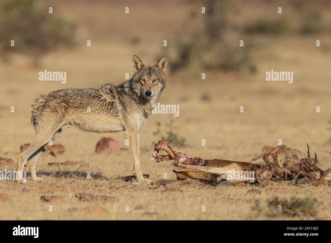 Indian Wolf is a subspecies of gray wolf that ranges from Southwest ...