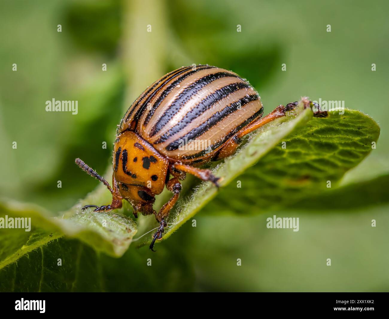 Closeup of Colorado potato beetle eating potato plant leaves Stock ...