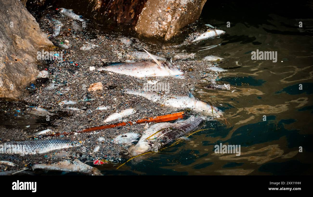 Mass fish deaths in the gulf Mass fish deaths have occurred in the Gulf ...