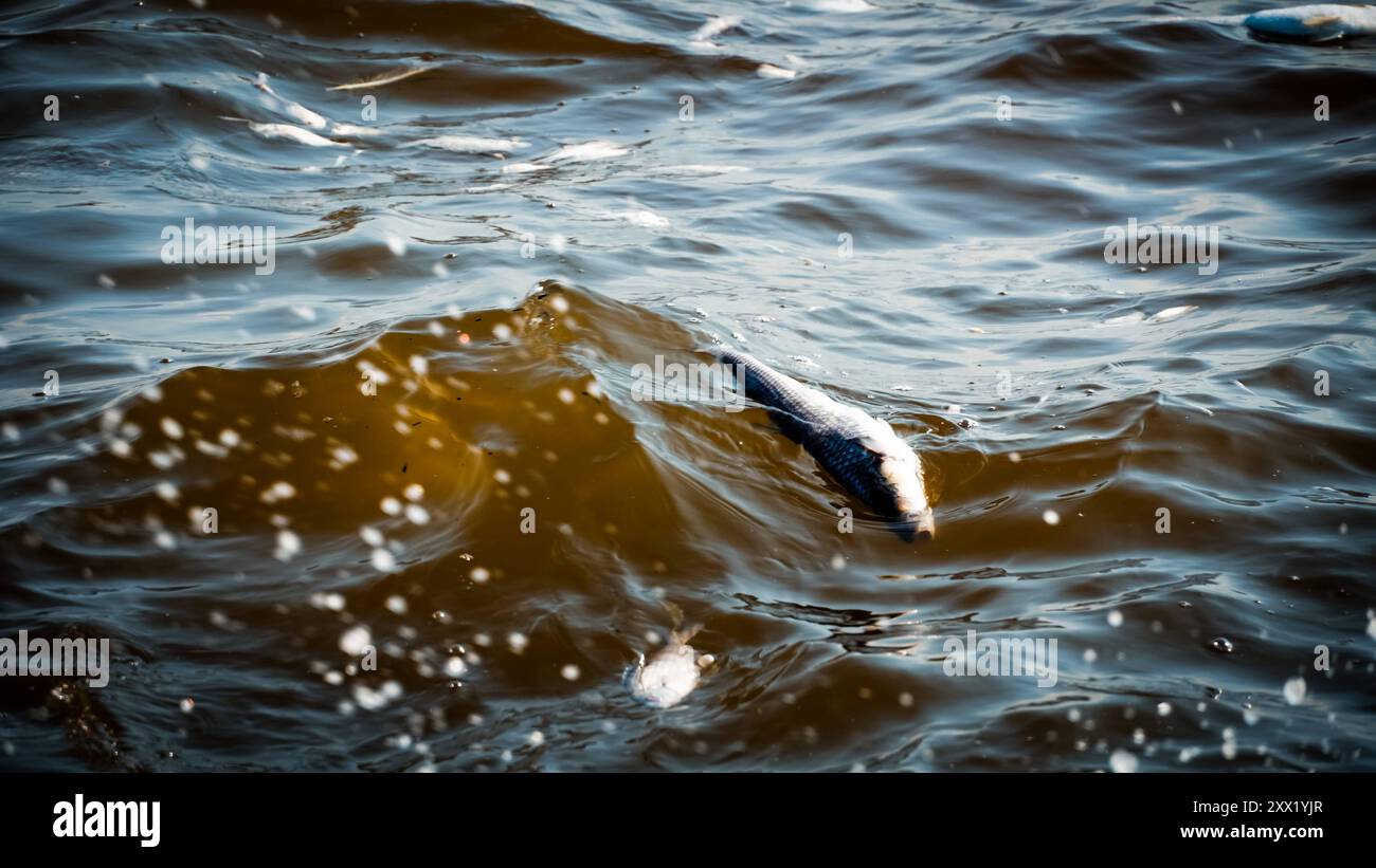 Mass fish deaths in the gulf Mass fish deaths have occurred in the Gulf ...