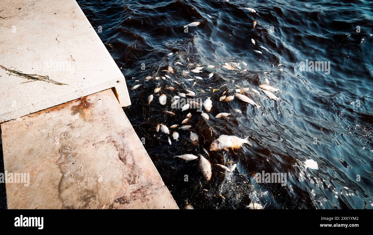 Mass fish deaths in the gulf Mass fish deaths have occurred in the Gulf ...