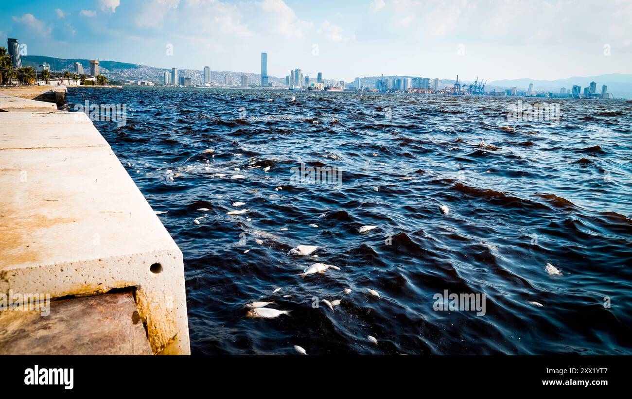 Mass fish deaths in the gulf Mass fish deaths have occurred in the Gulf ...