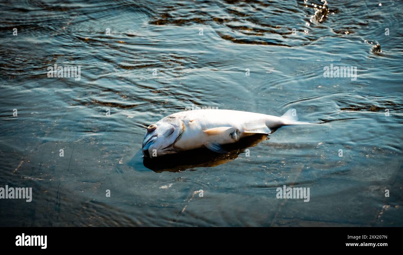 Mass fish deaths in the gulf Mass fish deaths have occurred in the Gulf ...