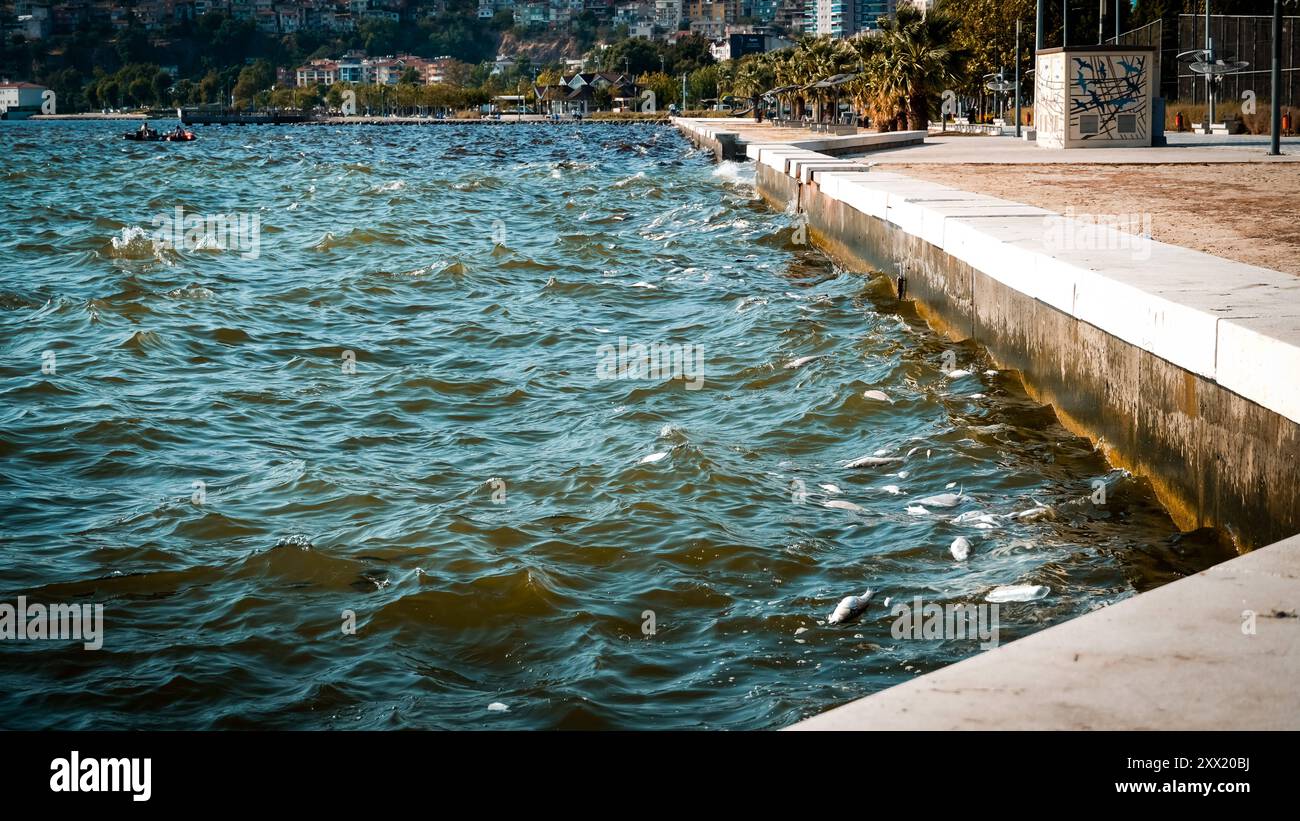 Mass fish deaths in the gulf Mass fish deaths have occurred in the Gulf ...