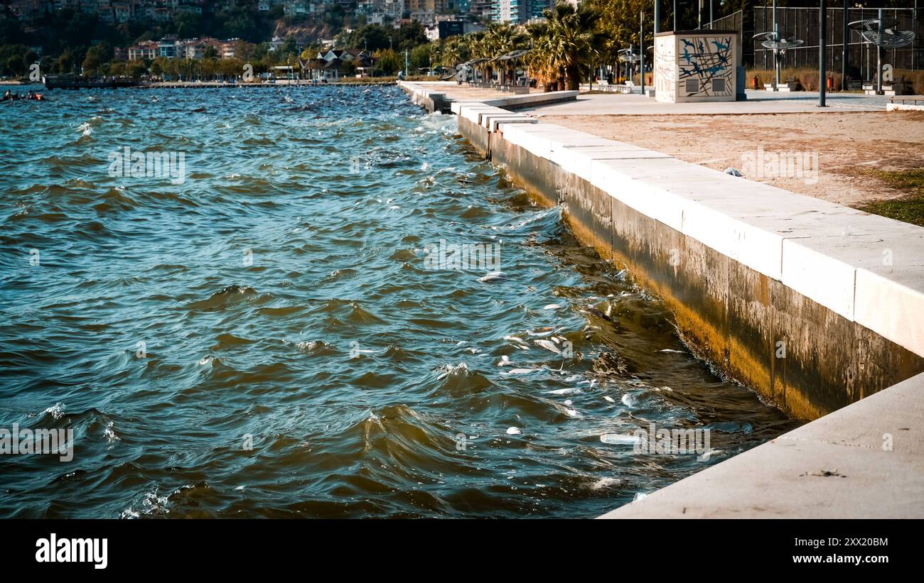 Mass fish deaths in the gulf Mass fish deaths have occurred in the Gulf ...