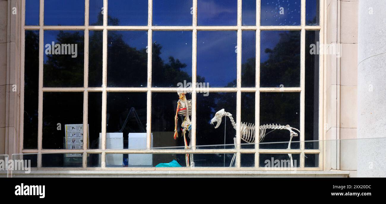 Skeleton figures of man and dog(?) in a window, taken from public road ...