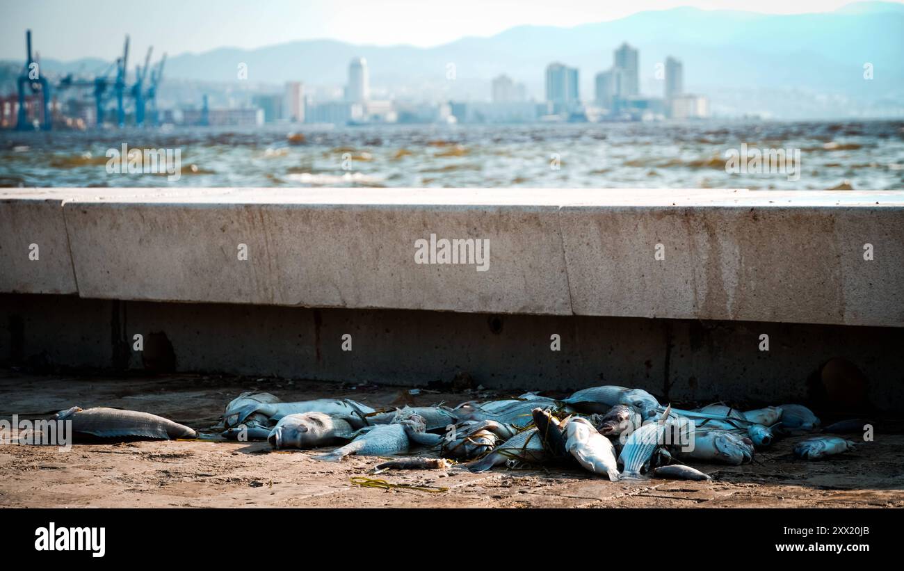 Mass fish deaths in the gulf Mass fish deaths have occurred in the Gulf ...